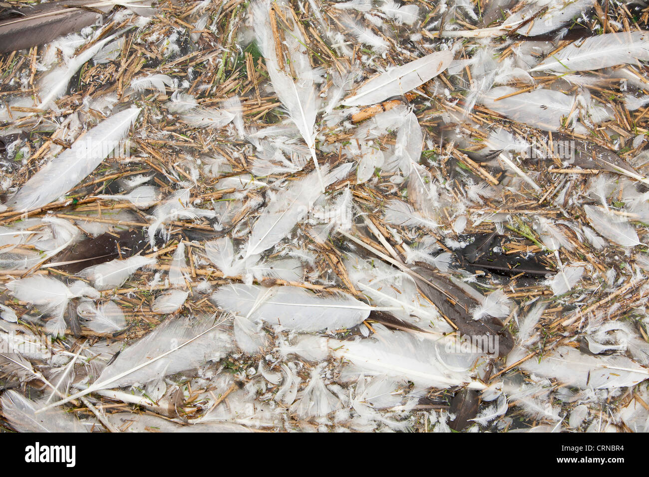 Mute Swan feathers floating on a pond Stock Photo - Alamy
