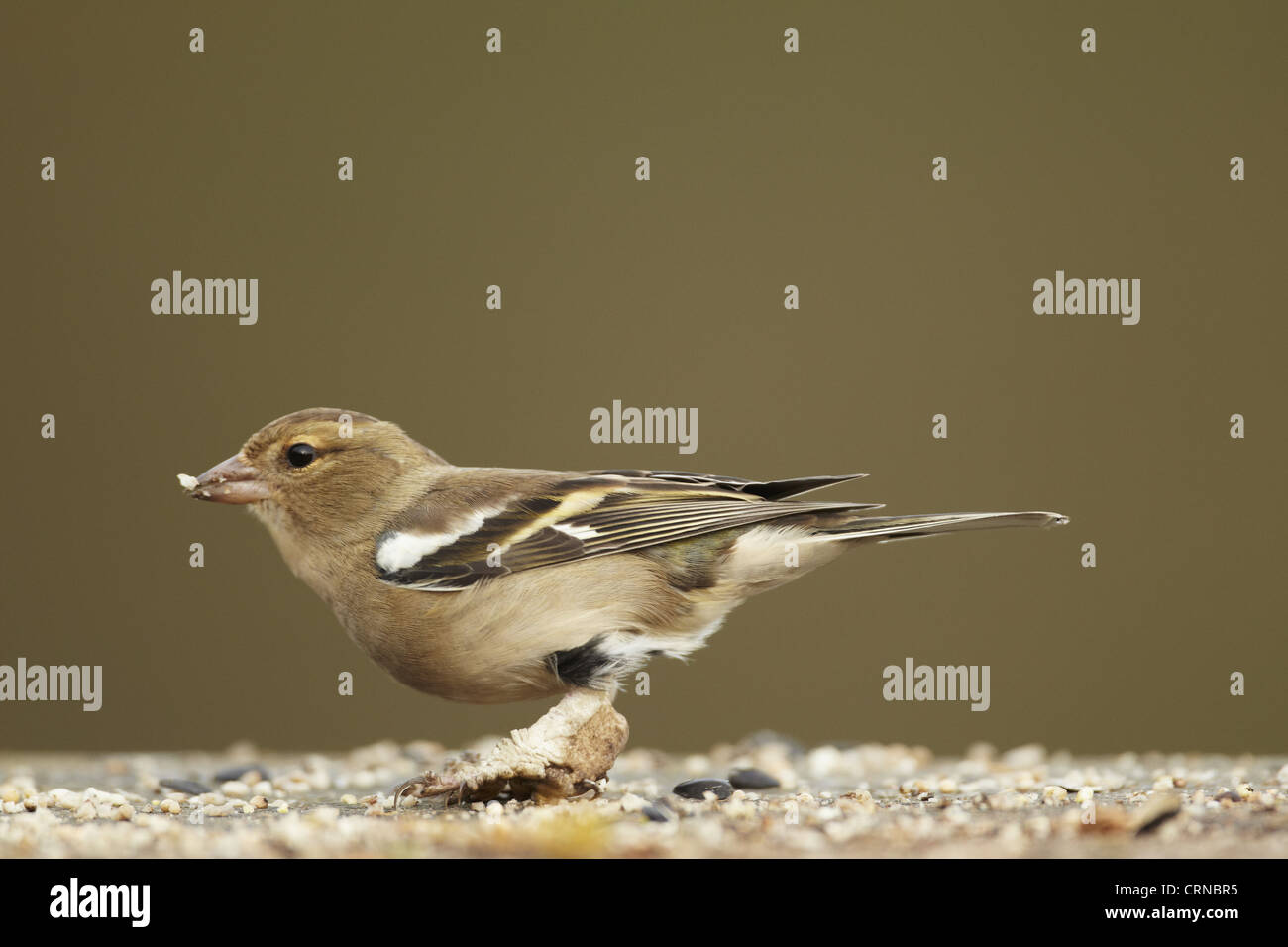 Chaffinches bird table hi-res stock photography and images - Alamy