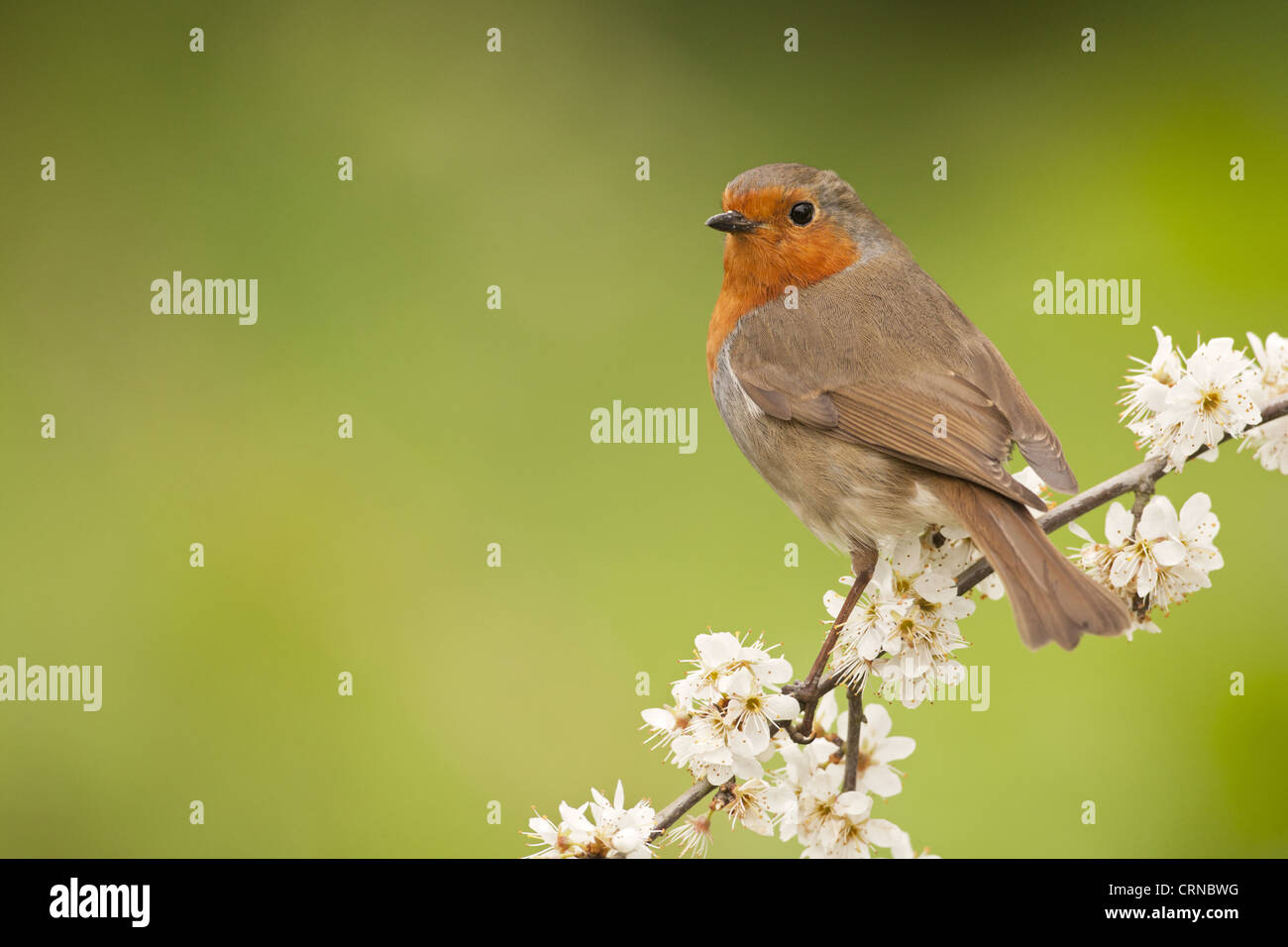Robin bird uk flowers hi-res stock photography and images - Alamy