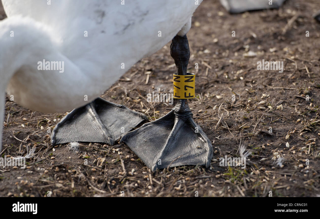 Animal bird swan birds feet hi-res stock photography and images - Alamy