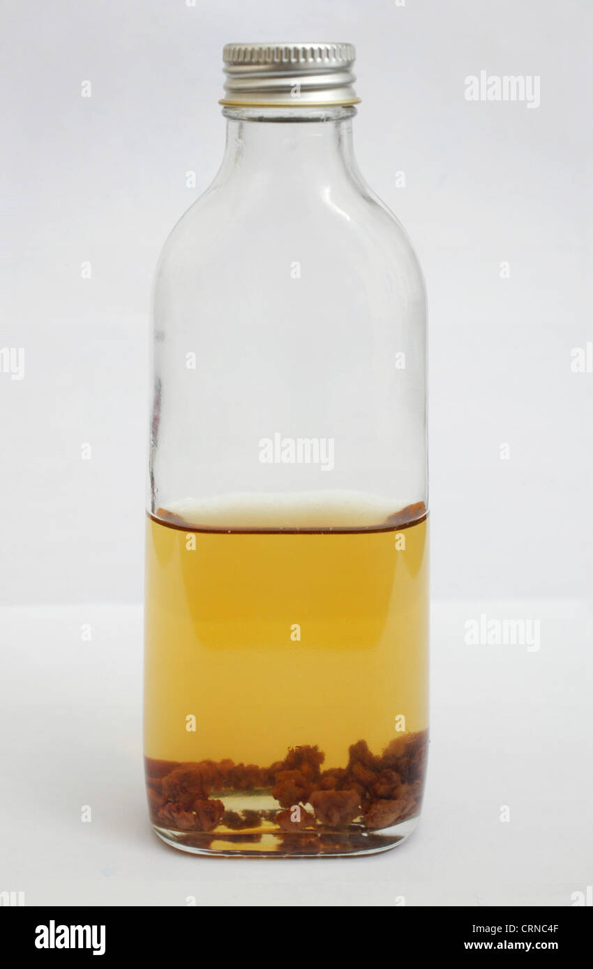 Bacteria test done on a laboratory Stock Photo - Alamy