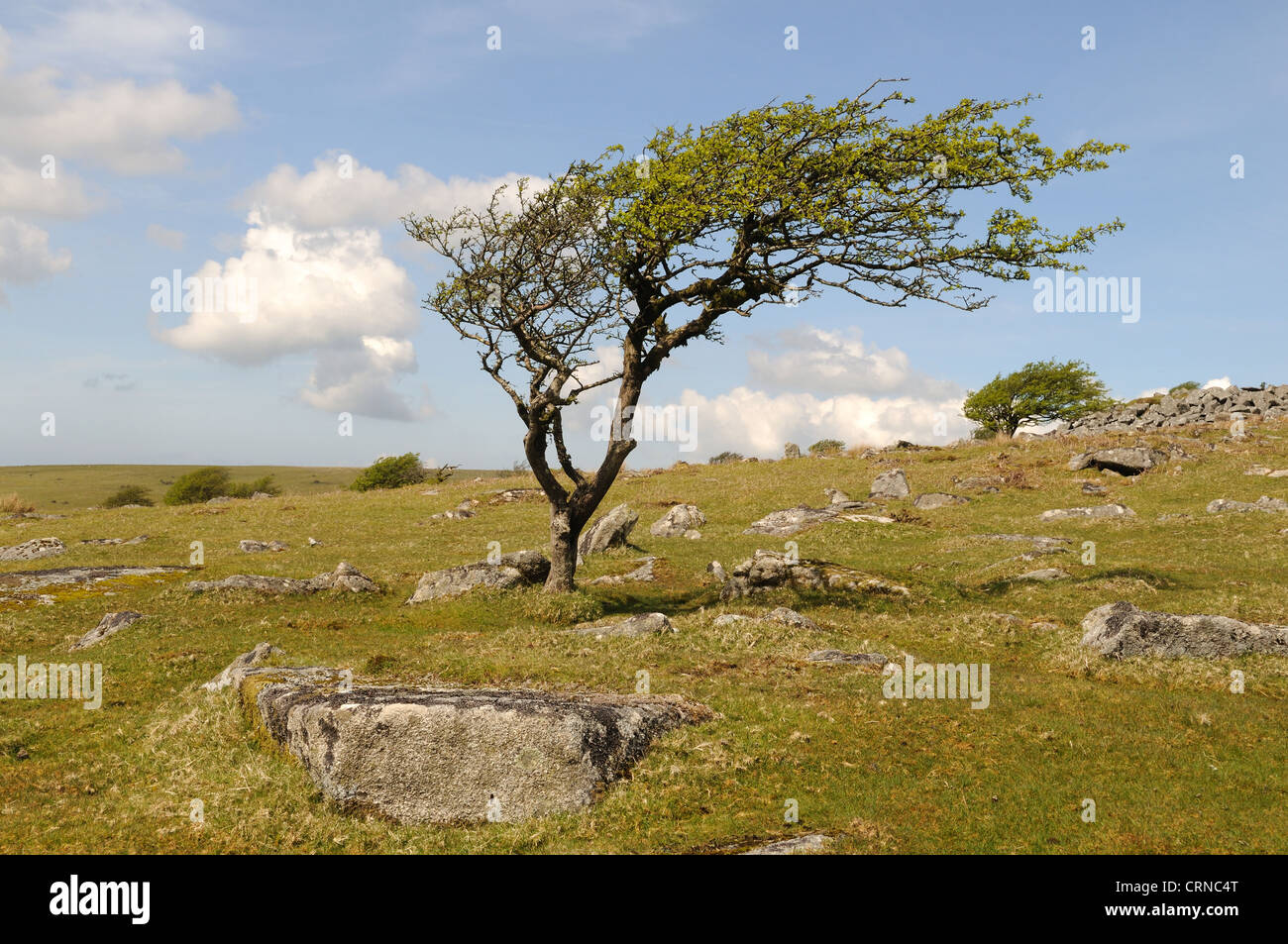 Wind blown hawthorn tree Stowes Hill Bodmin Moor Minions Cornwall ...