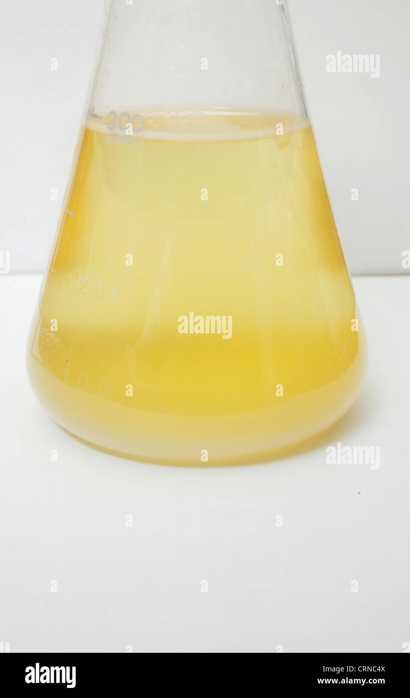Yellow liquid in erlenmeyer flask hi-res stock photography and images ...