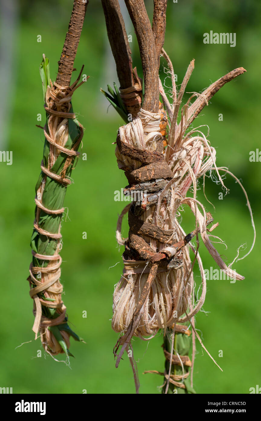 Vines tied in leaves to keep them supple ready for the Nagol land ...