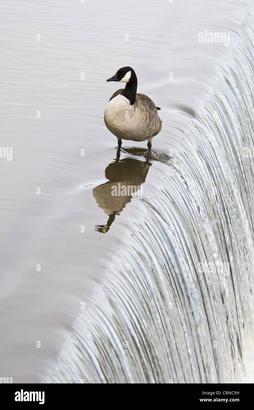 Canada Goose (Branta canadensis) introduced species, adult, standing at ...