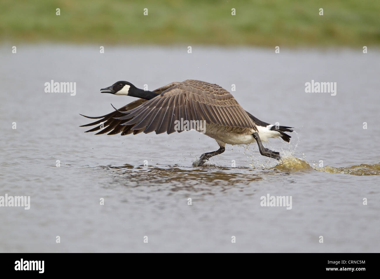 Canada Goose (Branta canadensis) introduced species, adult, running ...