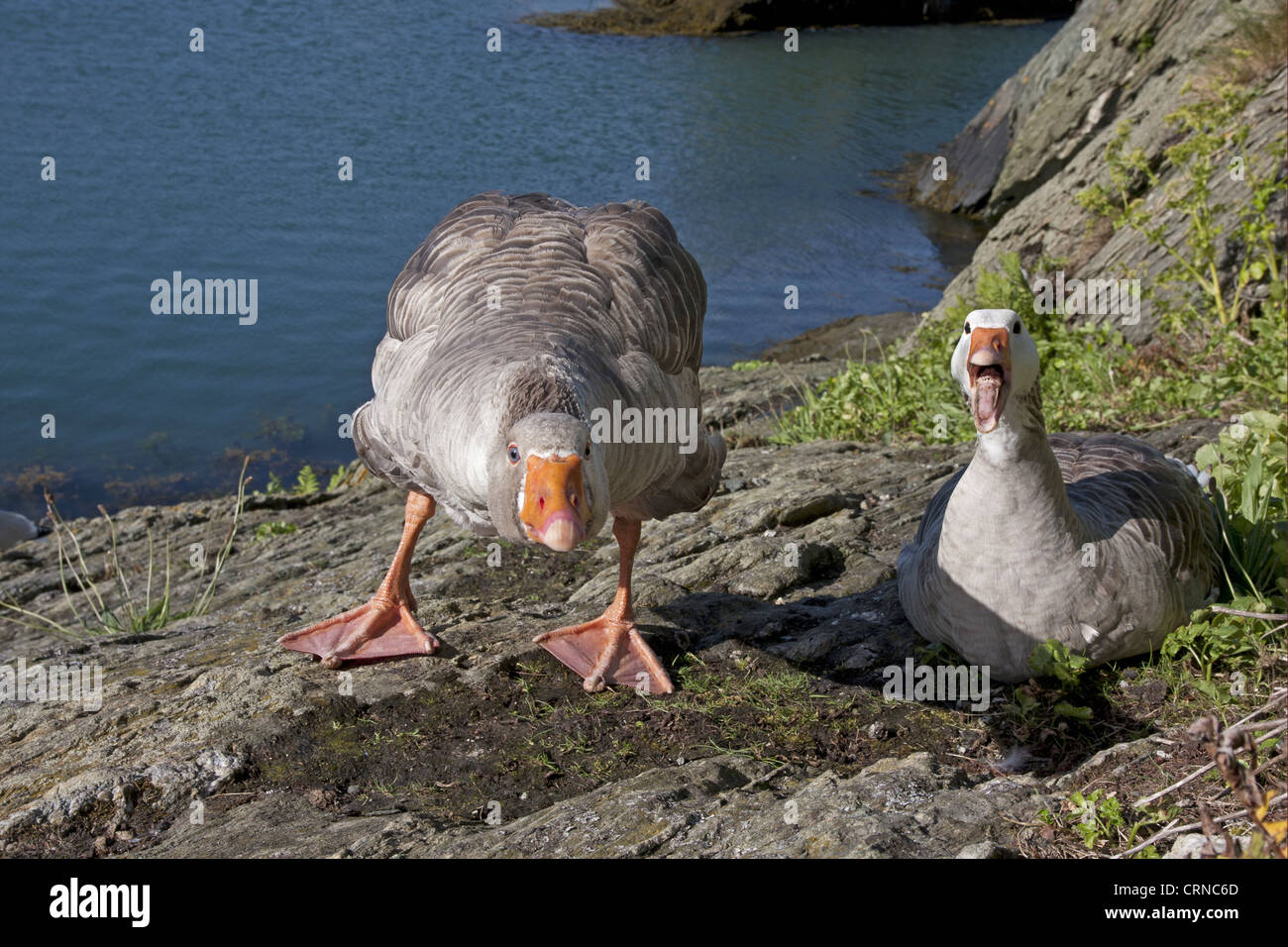 Goose nesting islands hi-res stock photography and images - Alamy