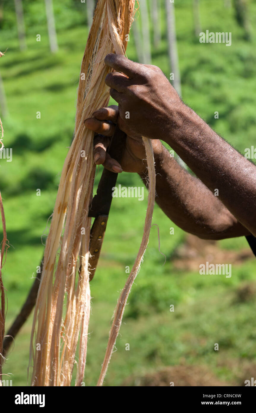 Pentecost land diving hi-res stock photography and images - Alamy