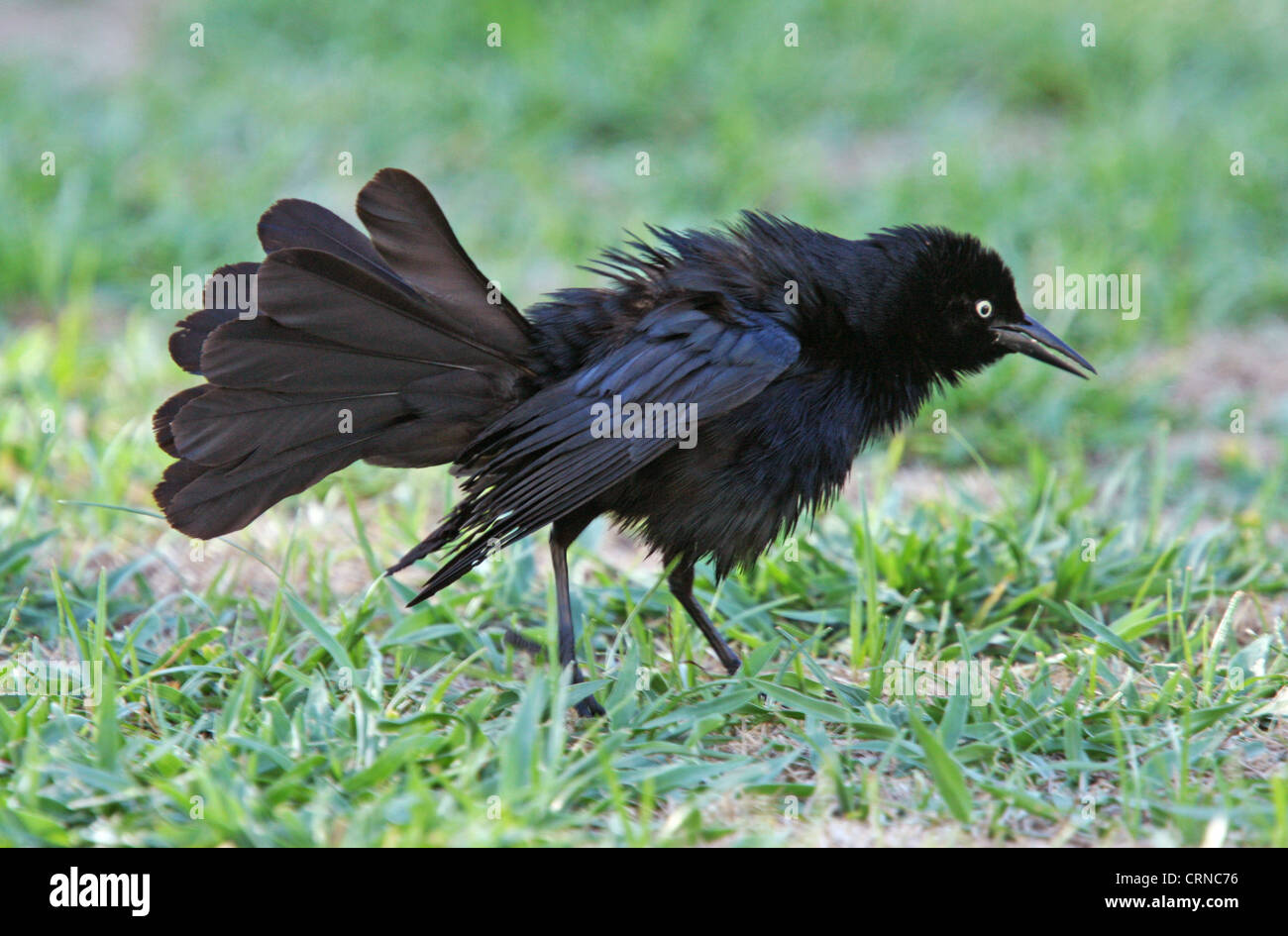 Greater antillean grackles hi-res stock photography and images - Alamy