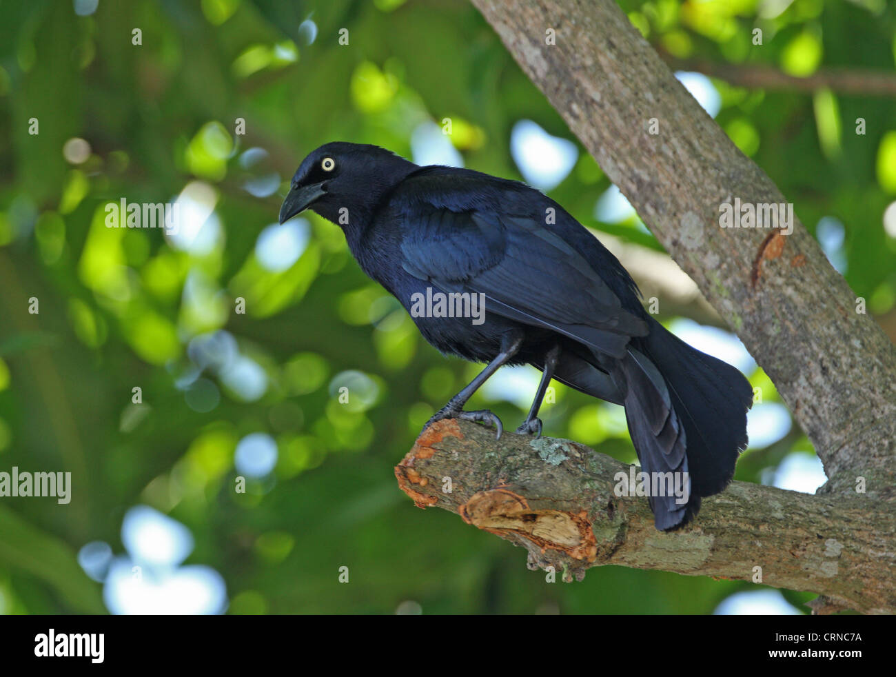Greater antillean grackles hi-res stock photography and images - Alamy