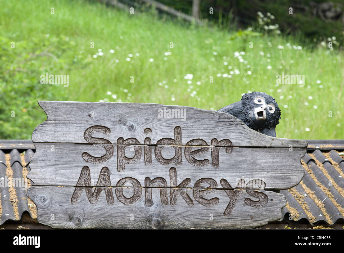 Spider monkey wooden Sign with model of A Spider monkey on it Stock ...