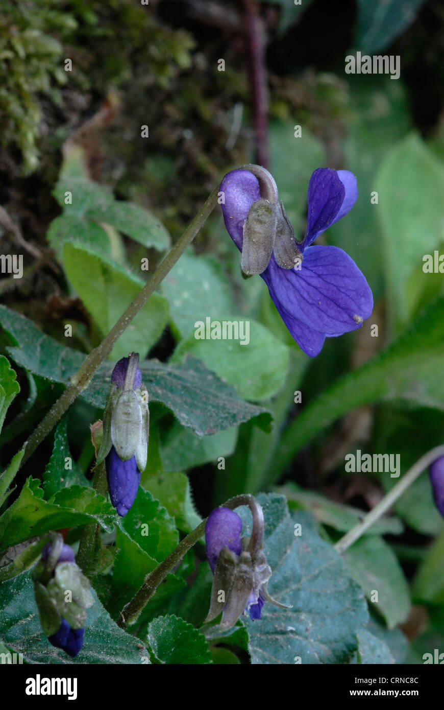 Violaceae violet hi-res stock photography and images - Alamy