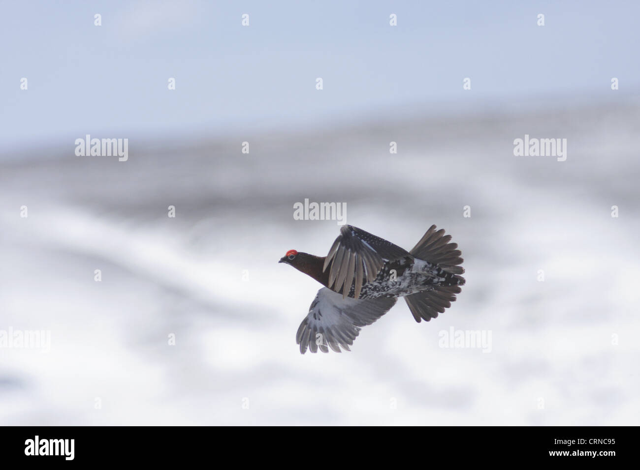 Red Grouse (Lagopus lagopus scoticus) adult male, in flight, over snow ...