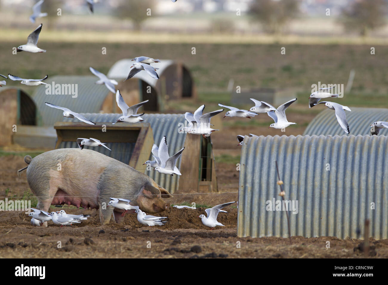 Pig headed hi-res stock photography and images - Alamy