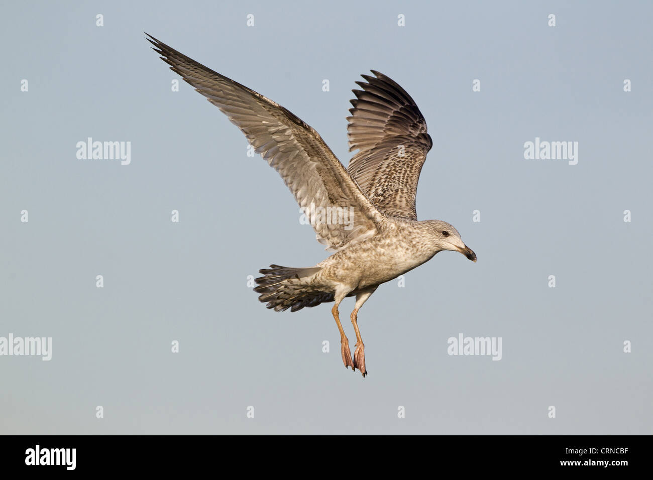 Gulls of britain and europe gulls of north america hi-res stock ...