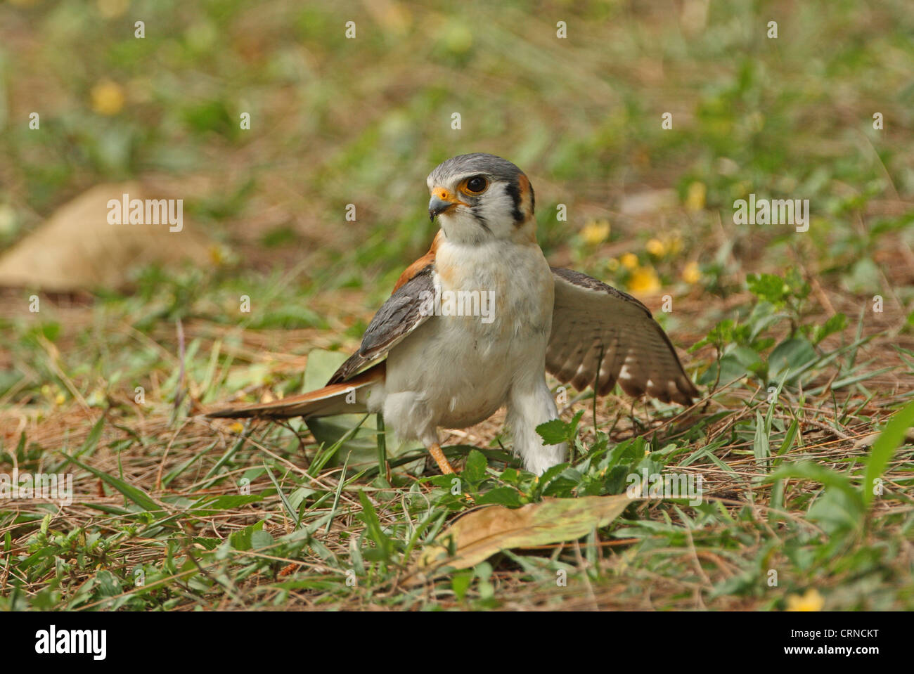 American Kestrel (Falco sparverius) adult male, snatching prey on ...