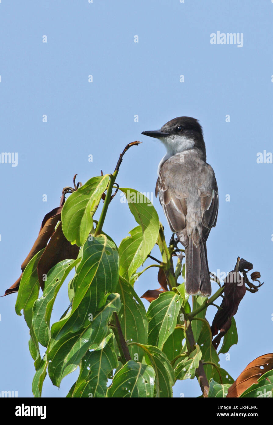Kingbird adults hi-res stock photography and images - Alamy