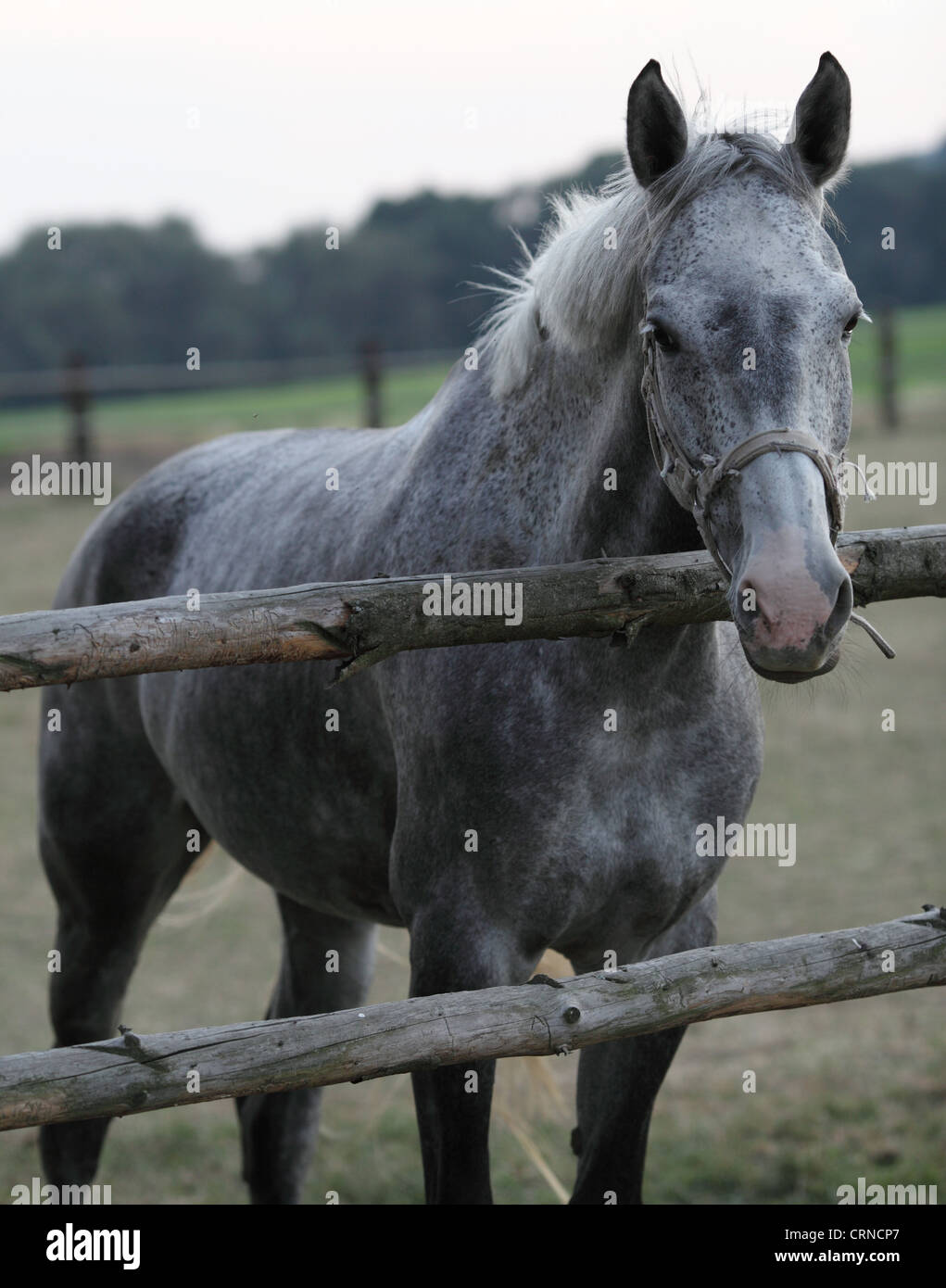 Gallop skip hi-res stock photography and images - Alamy