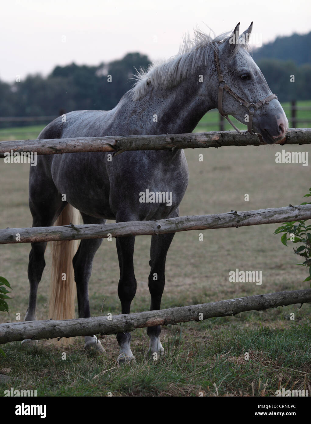 Gallop skip hi-res stock photography and images - Alamy