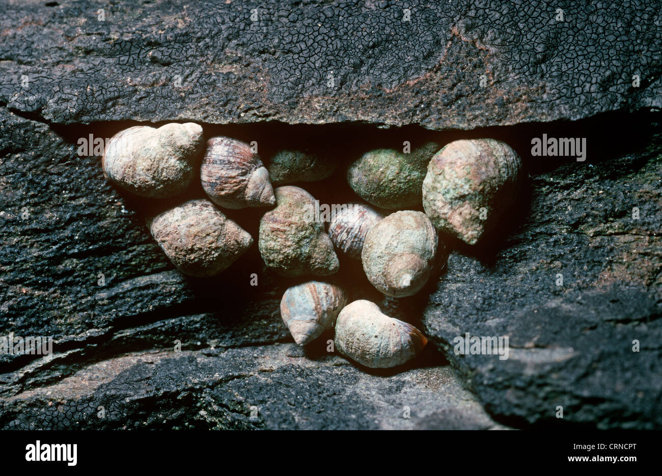 Small periwinkle (Littorina neritoides: Littorinidae) in a rock crevice ...