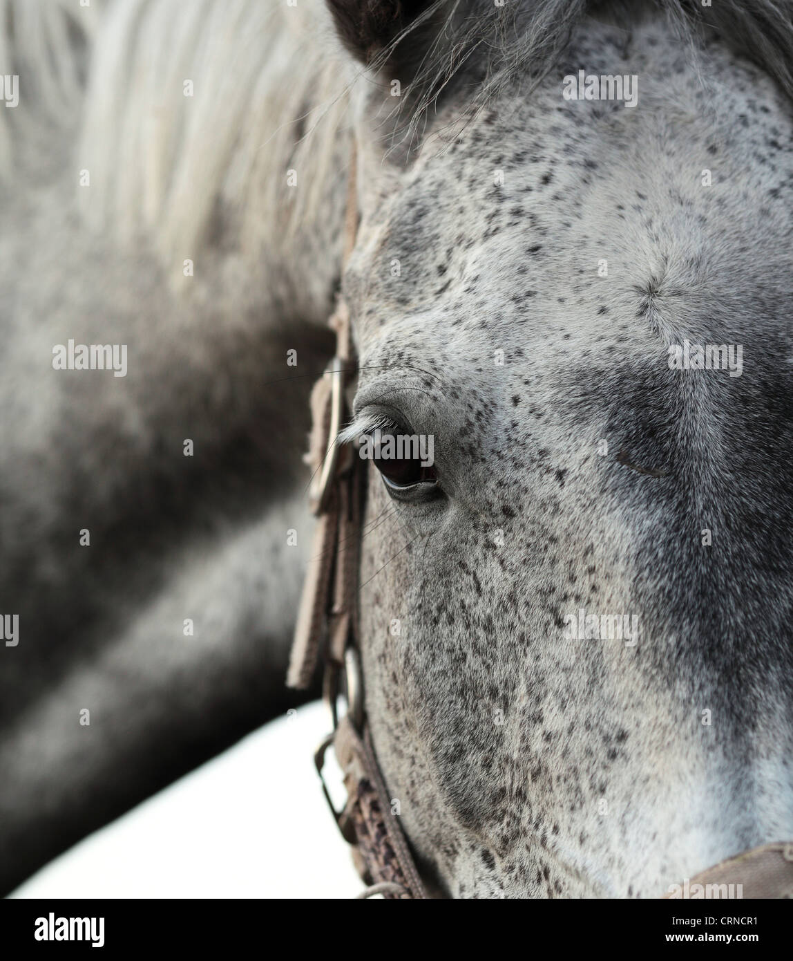 Gallop skip hi-res stock photography and images - Alamy