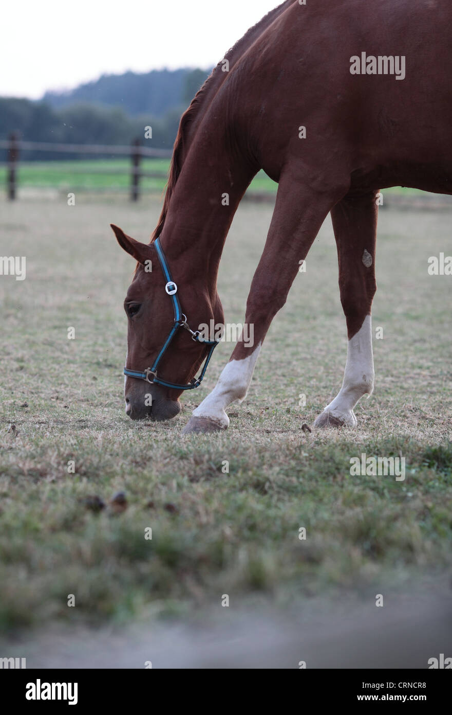 Gallop skip hi-res stock photography and images - Alamy