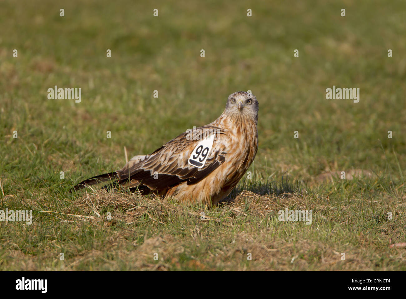 Red Kite (Milvus milvus) adult, with wing tags, standing on ground at ...