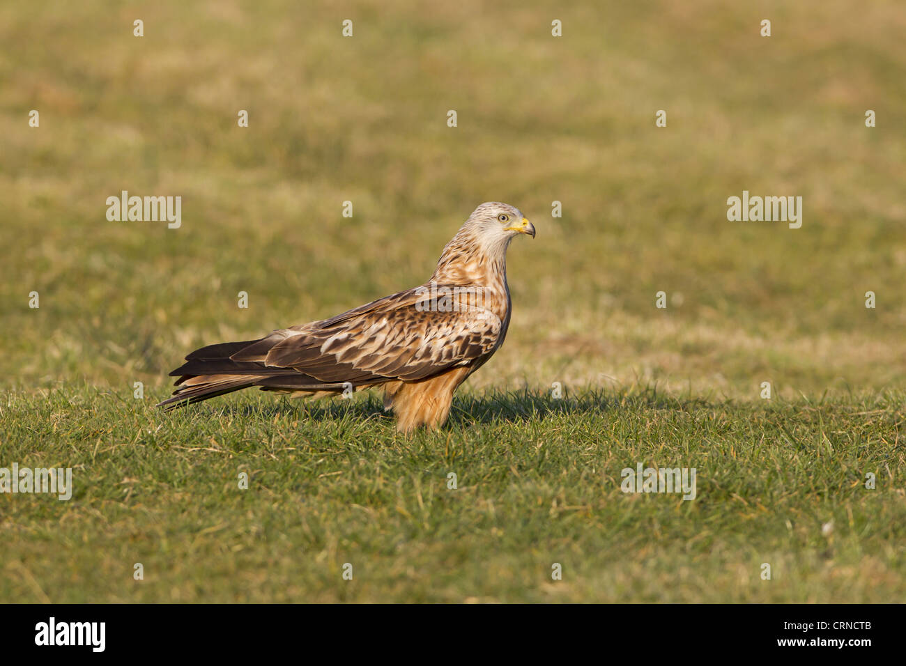 Red kite feeding station hi-res stock photography and images - Alamy