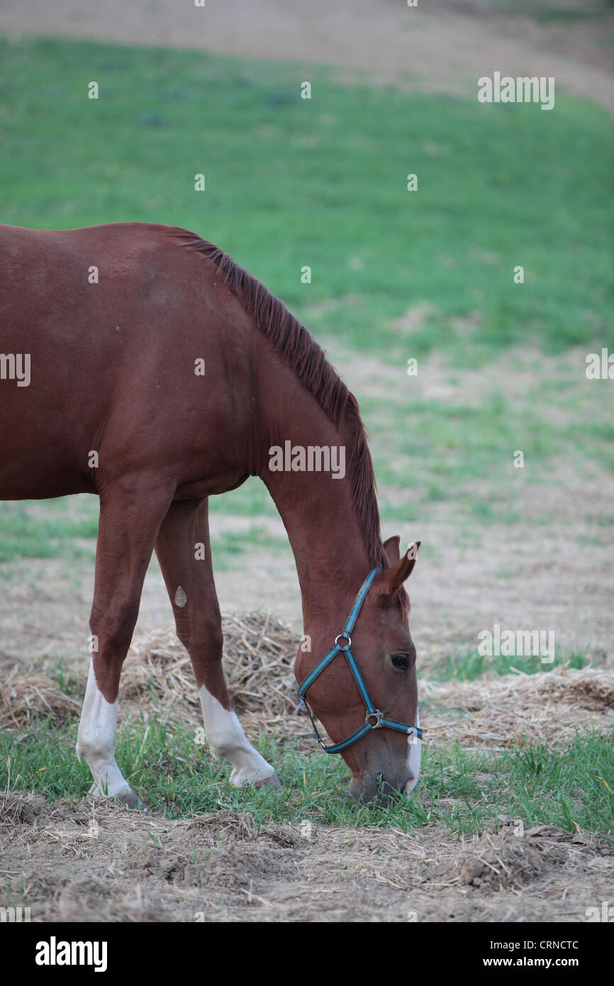 Gallop skip hi-res stock photography and images - Alamy