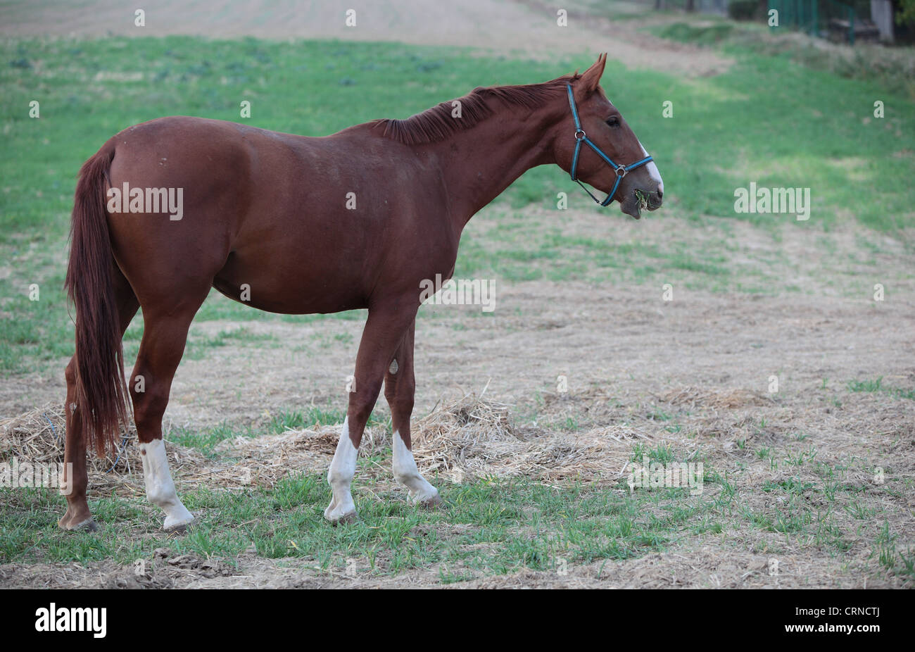 Gallop skip hi-res stock photography and images - Alamy