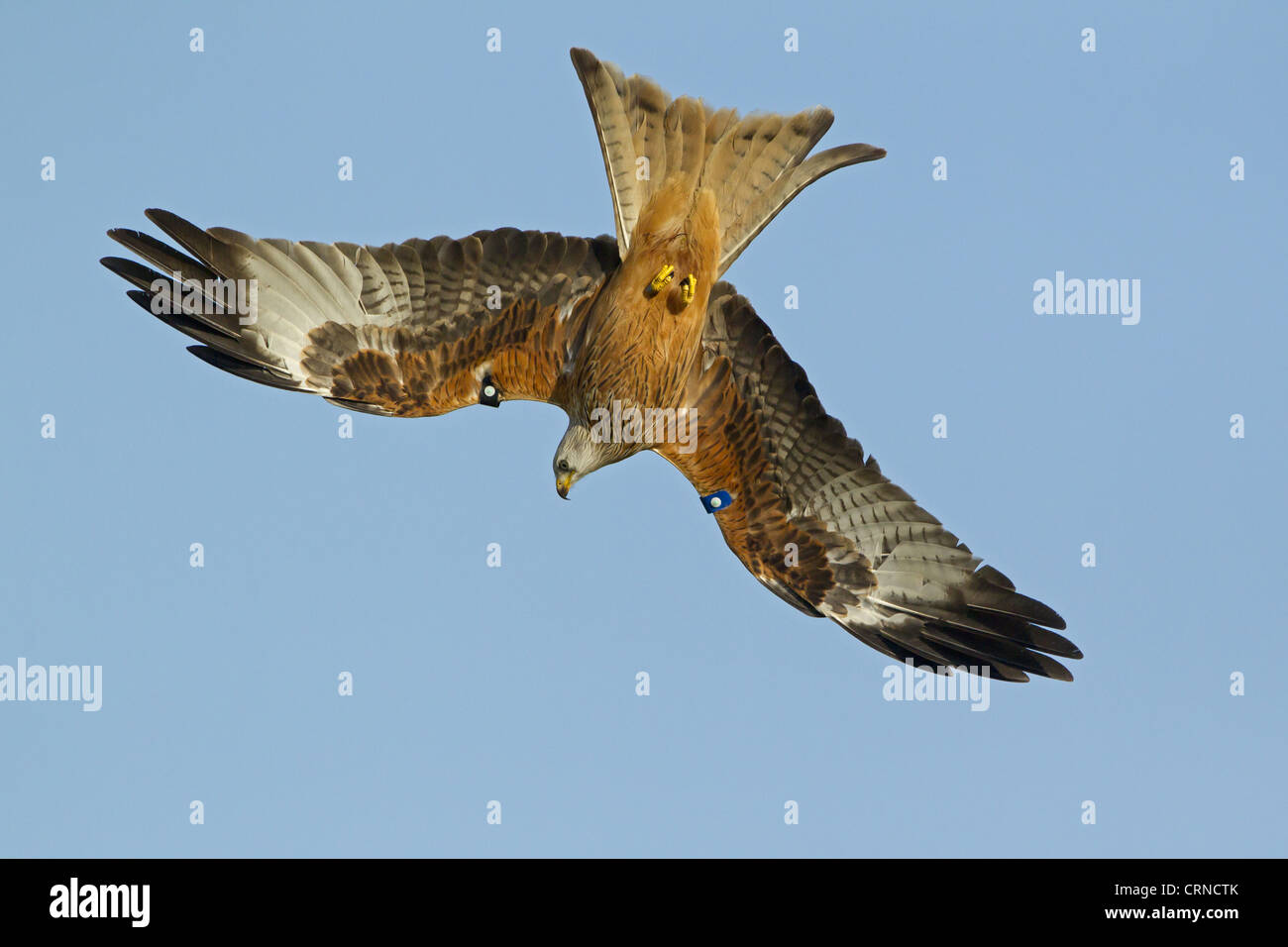 Red Kite (Milvus milvus) adult, with wing tags, in flight, diving for ...