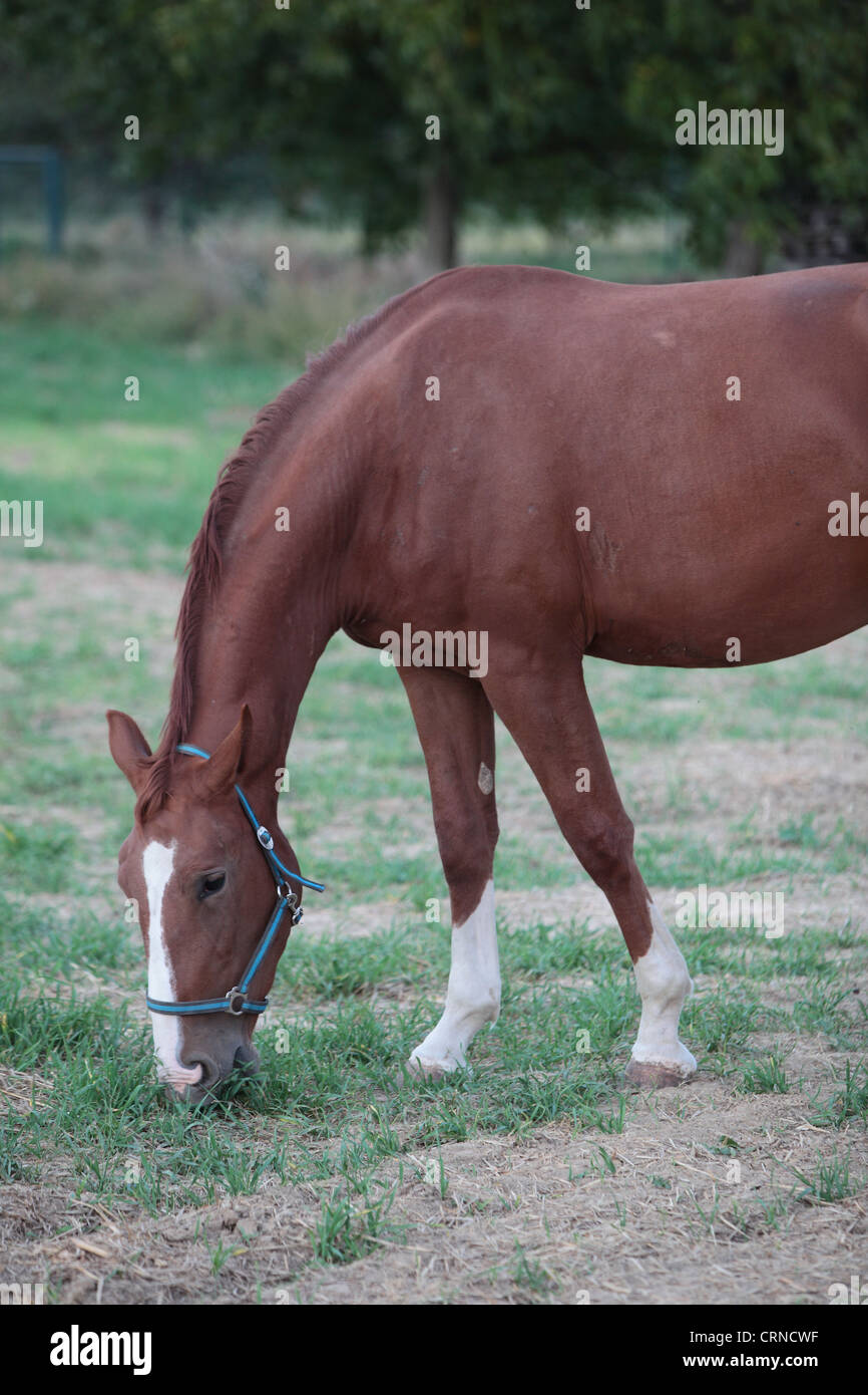 Gallop skip hi-res stock photography and images - Alamy