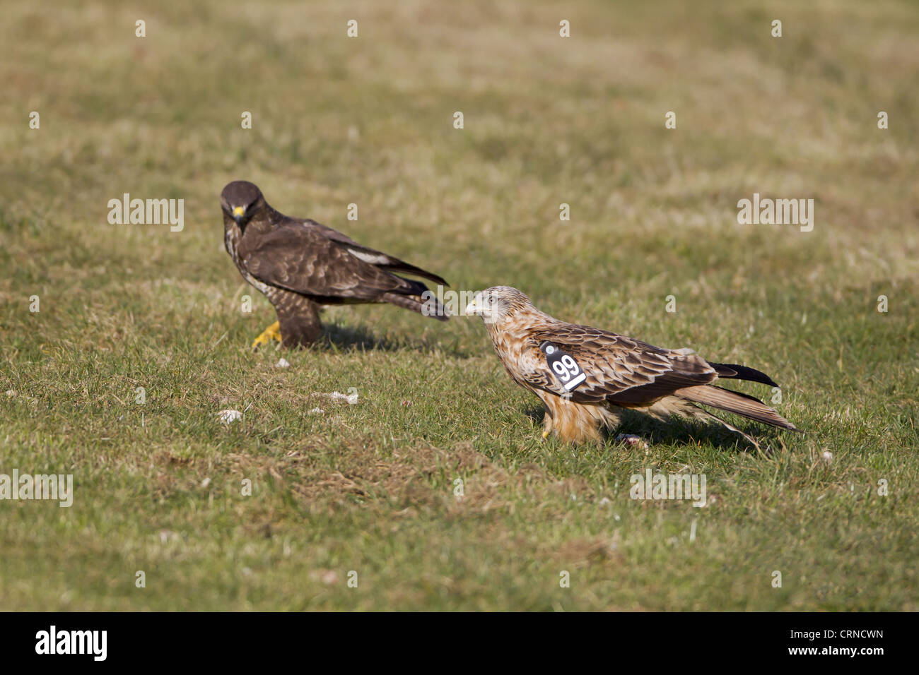 Red Kite (Milvus milvus) juvenile, with wing tags, with Common Buzzard ...
