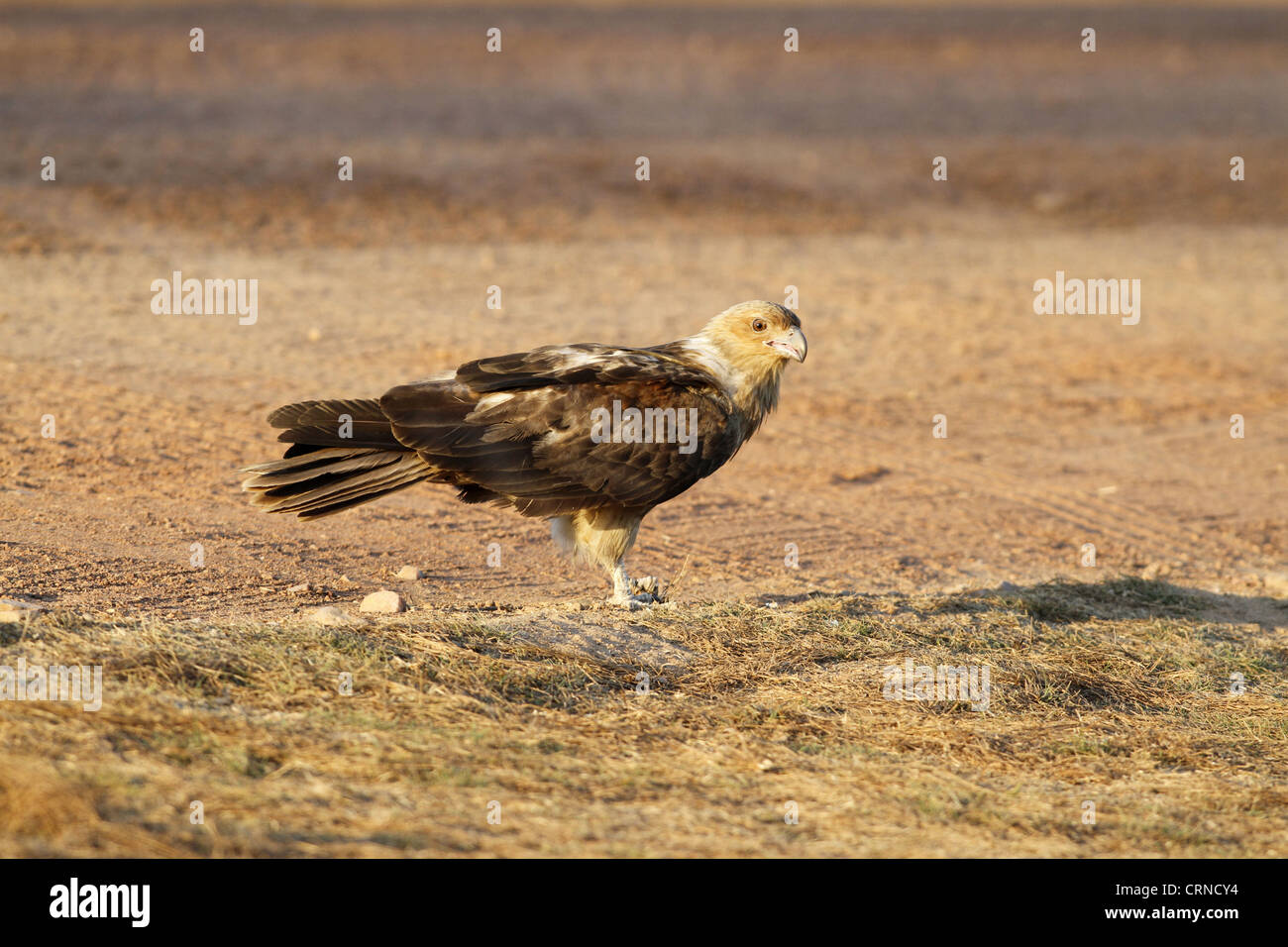 Kakadu national park birds hi-res stock photography and images - Alamy
