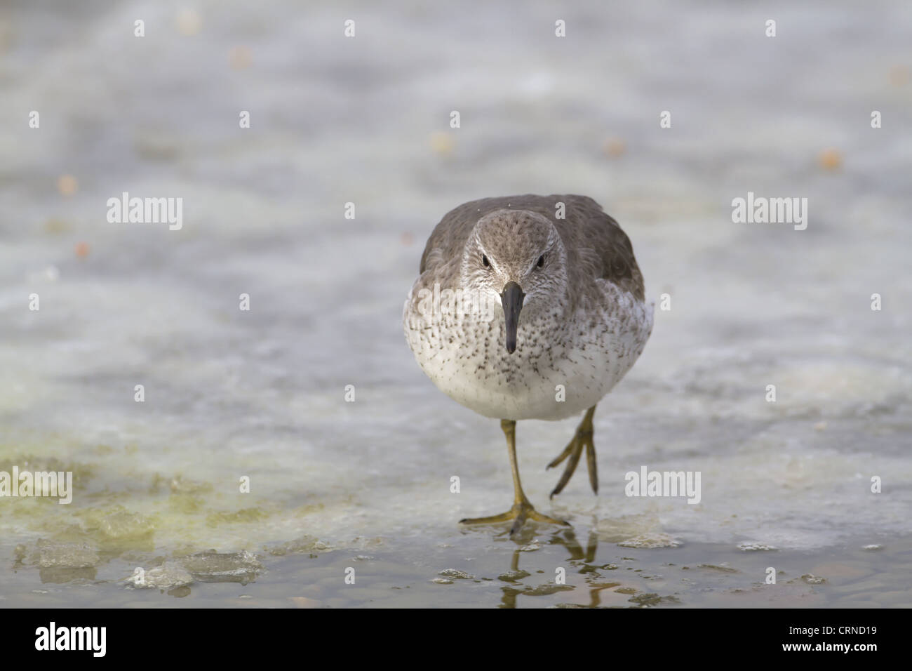 Knot (Calidris canutus) adult, winter plumage, walking on ice, Norfolk ...