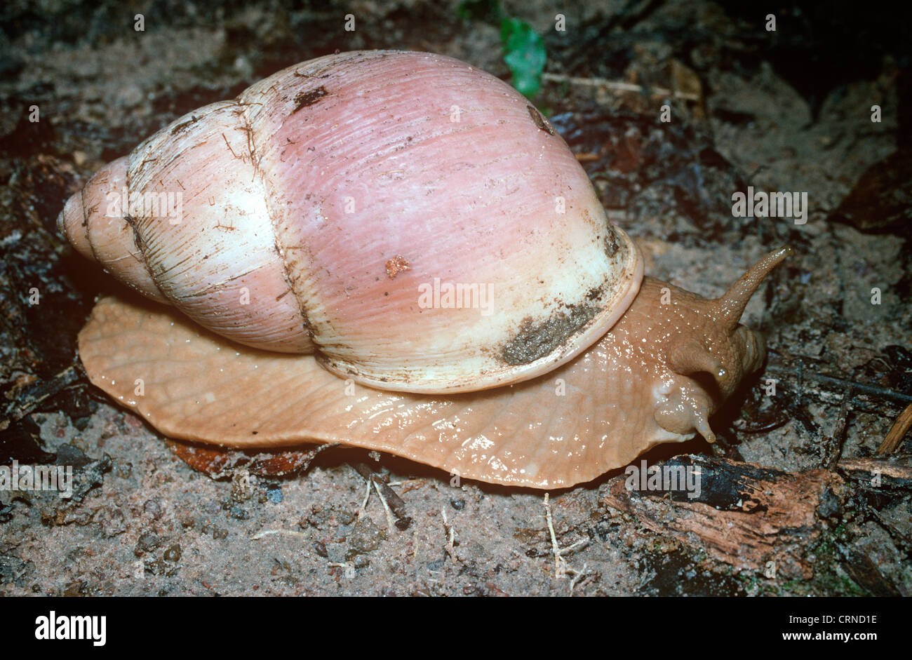 Giant snail (Strophocheilus sp.) in Amazonian rainforest Brazil Stock ...