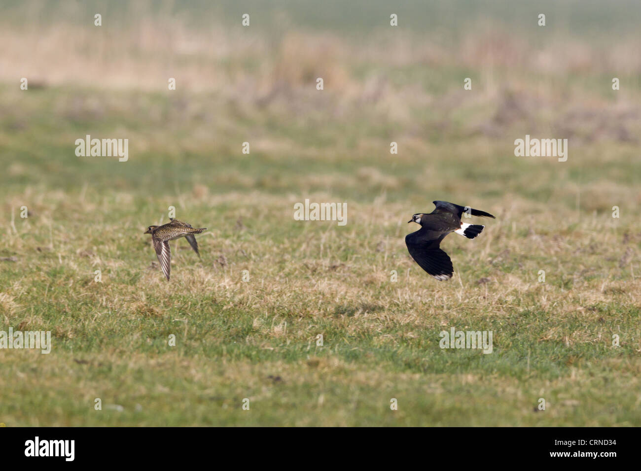 Golden plovers flying uk hi-res stock photography and images - Alamy