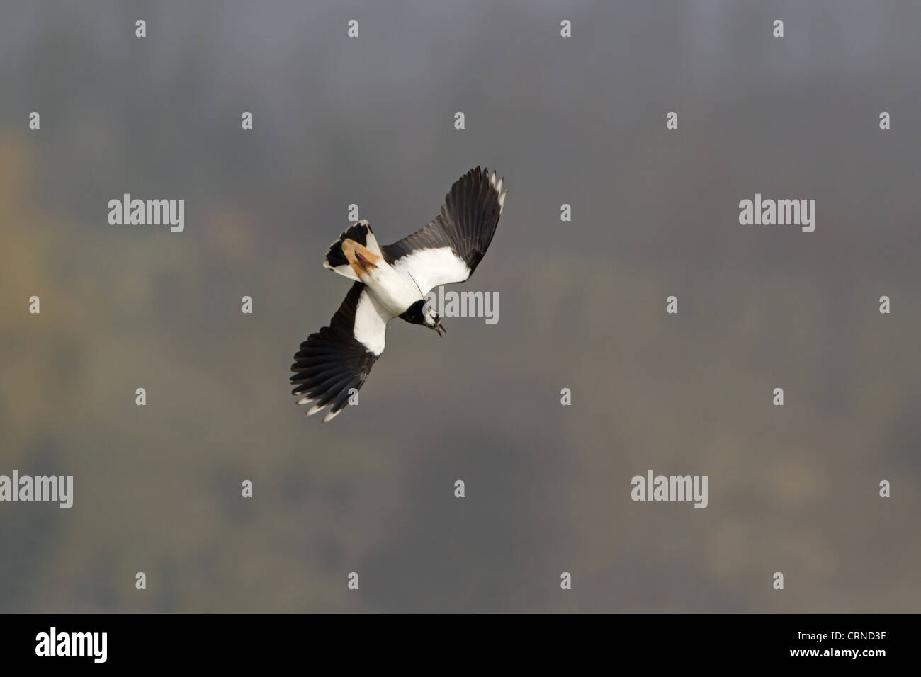 Lapwings displaying hi-res stock photography and images - Alamy
