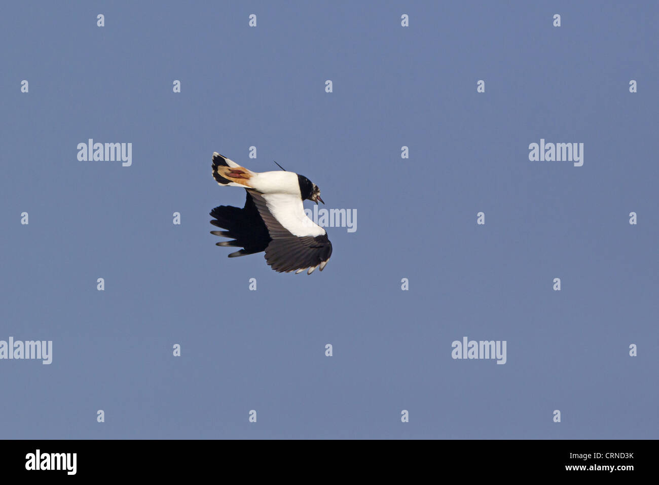 Lapwing displays hi-res stock photography and images - Alamy