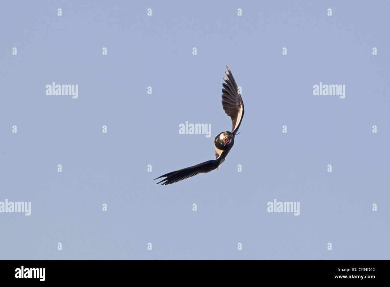 Northern lapwing calling england hi-res stock photography and images ...