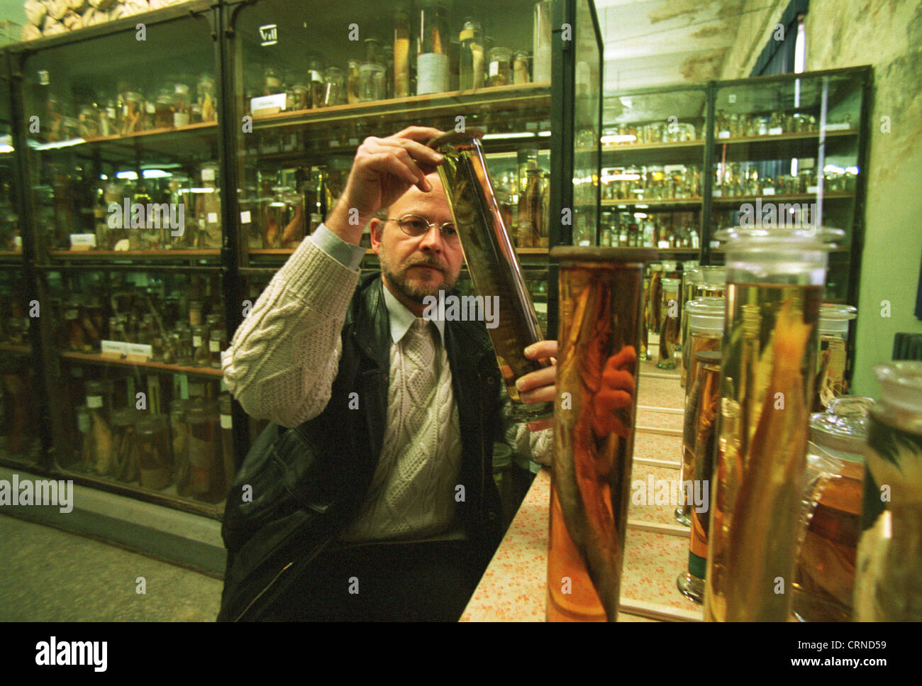Fish Collection at the Natural History Museum Berlin Stock Photo - Alamy