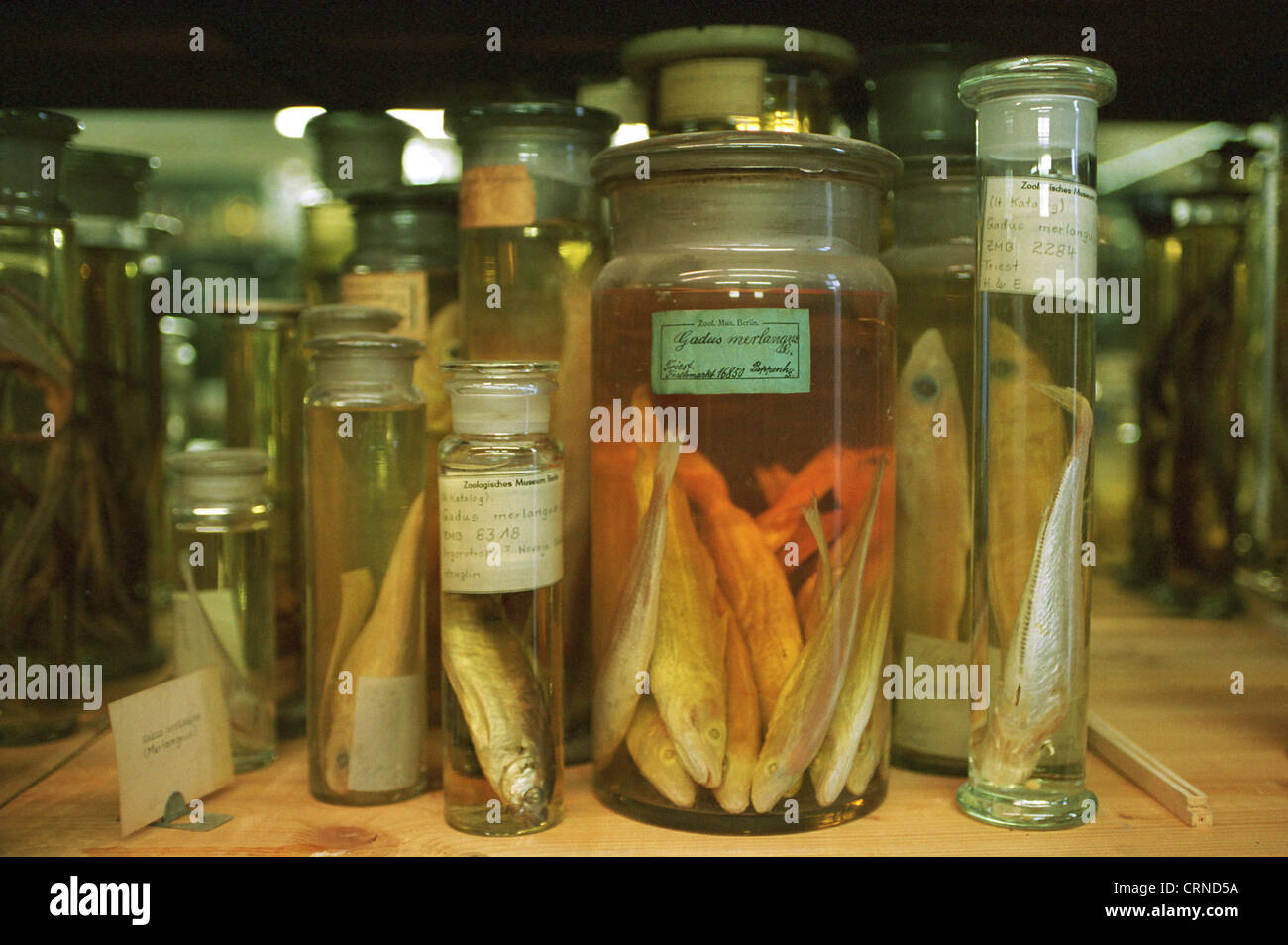 Fish Collection at the Natural History Museum Berlin Stock Photo - Alamy