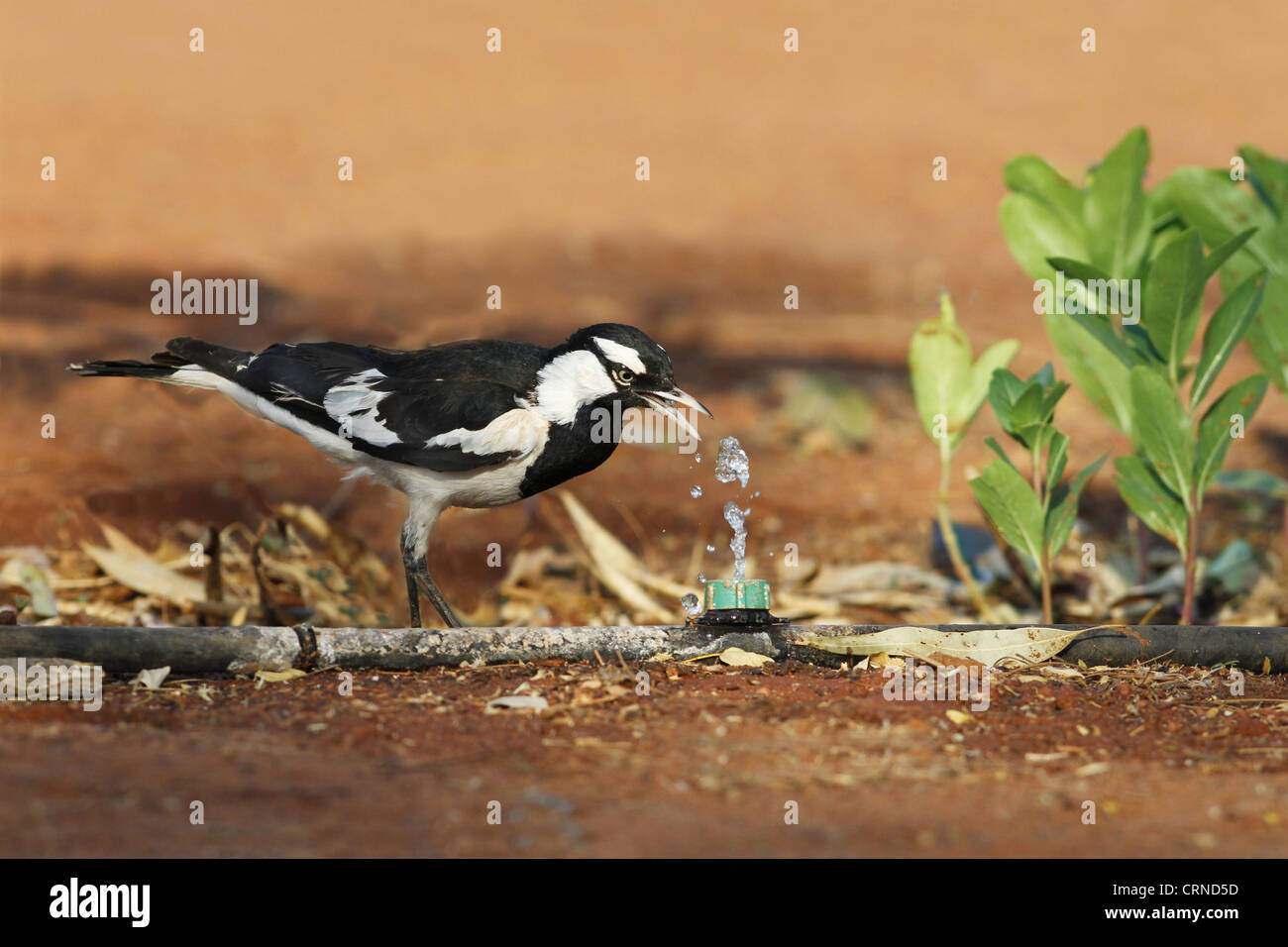 Magpie larks hi-res stock photography and images - Alamy
