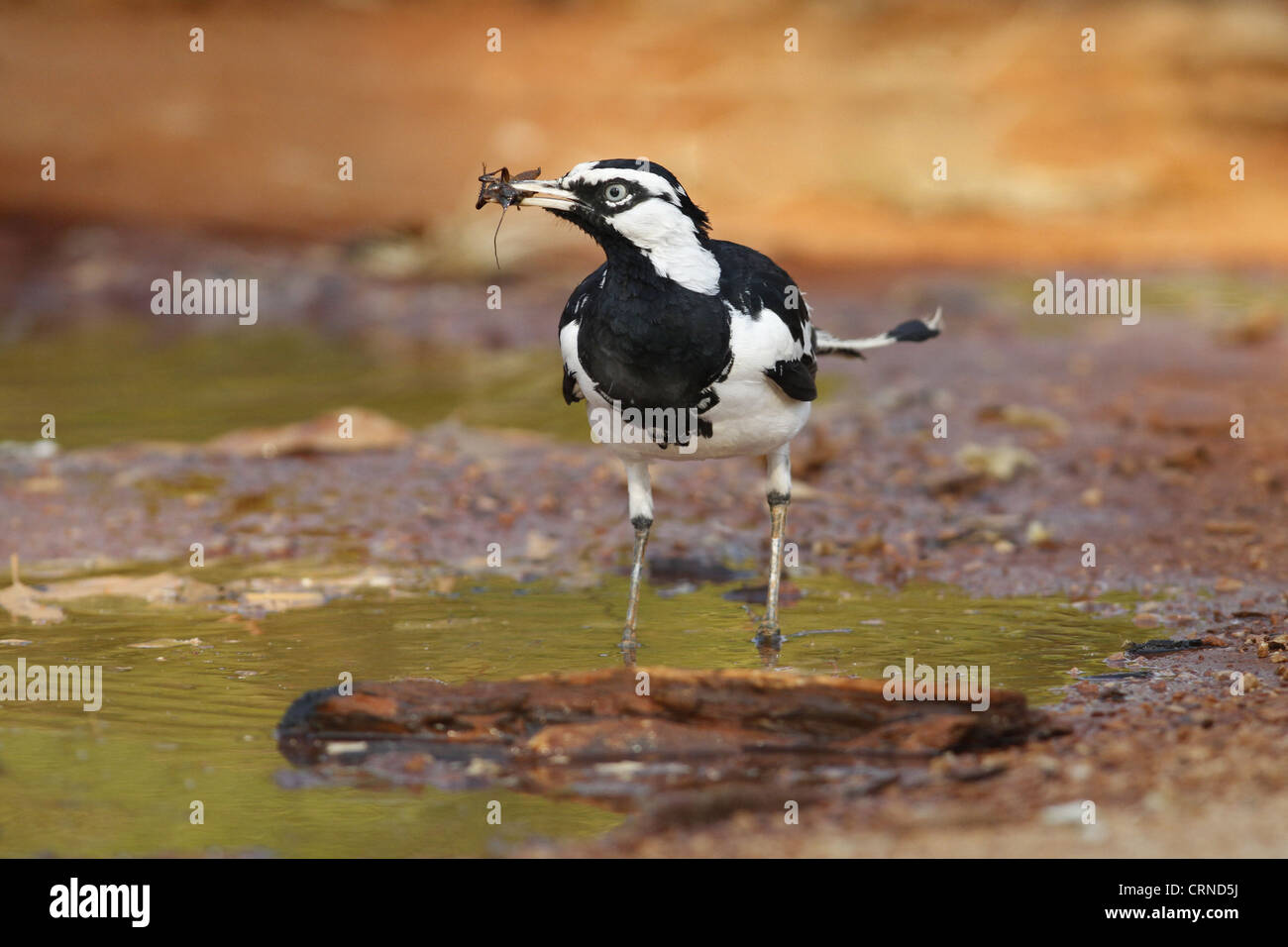 Australian bird eating an insect hi-res stock photography and images ...