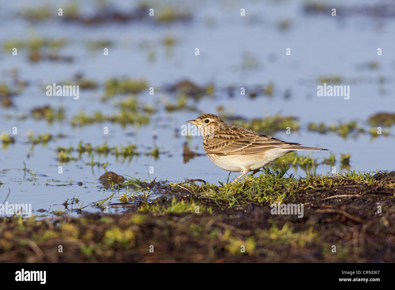 Skylark (Alauda arvensis) adult, standing at edge of water, Suffolk ...