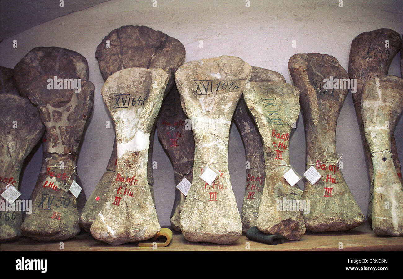 Dinoaurierknochen hi-res stock photography and images - Alamy