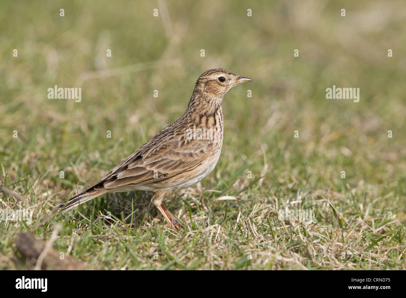 Female alauda hi-res stock photography and images - Alamy