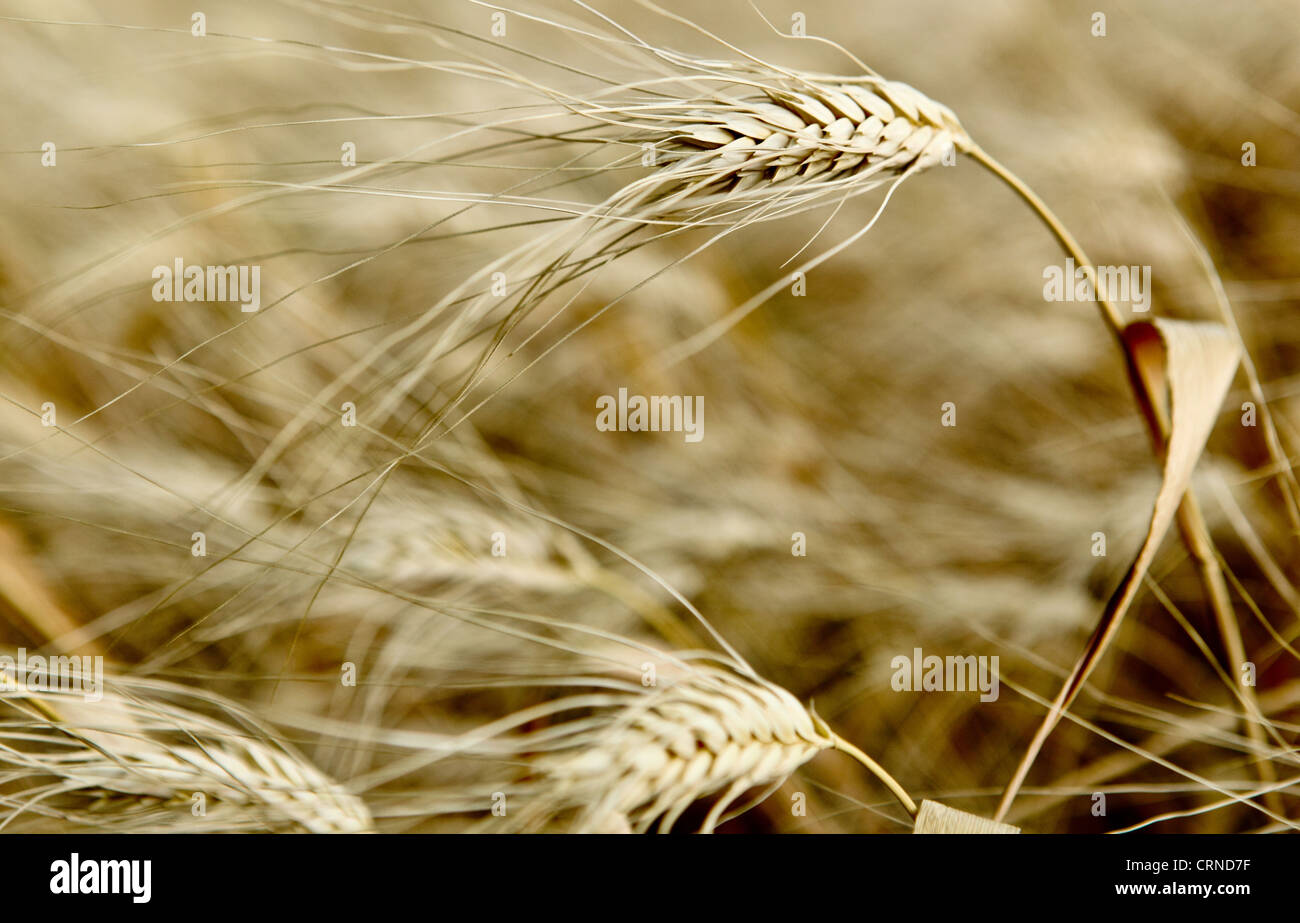 Ears of ripe barley growing on a farm field Stock Photo - Alamy