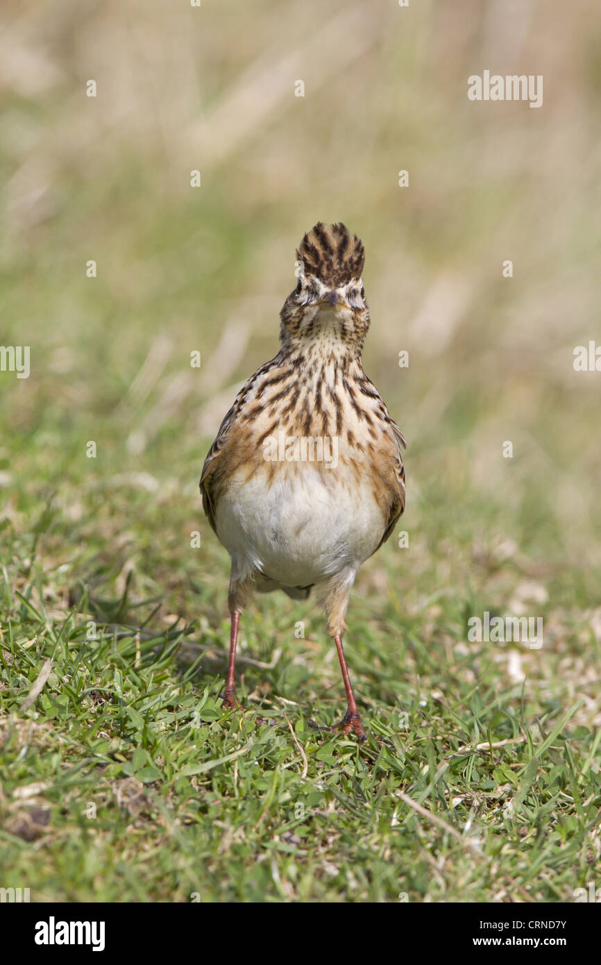 Skylark (Alauda arvensis) adult male, with crest raised, standing on ...