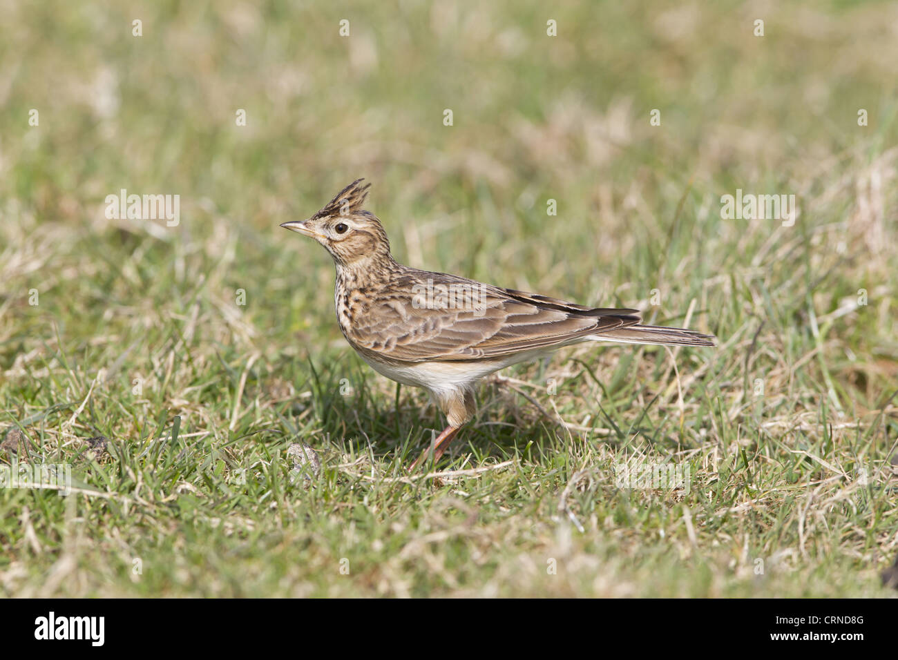 Skylark (Alauda arvensis) adult male, with crest raised, standing on ...